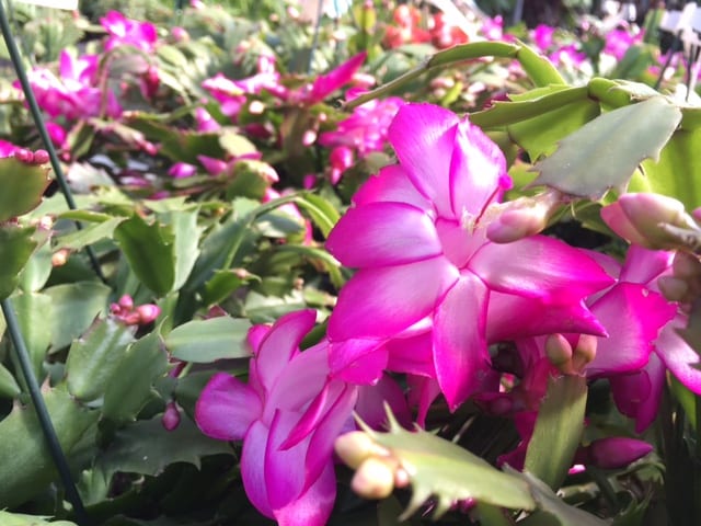 Come Check Out Our Garden Center | Rainbow Gardens