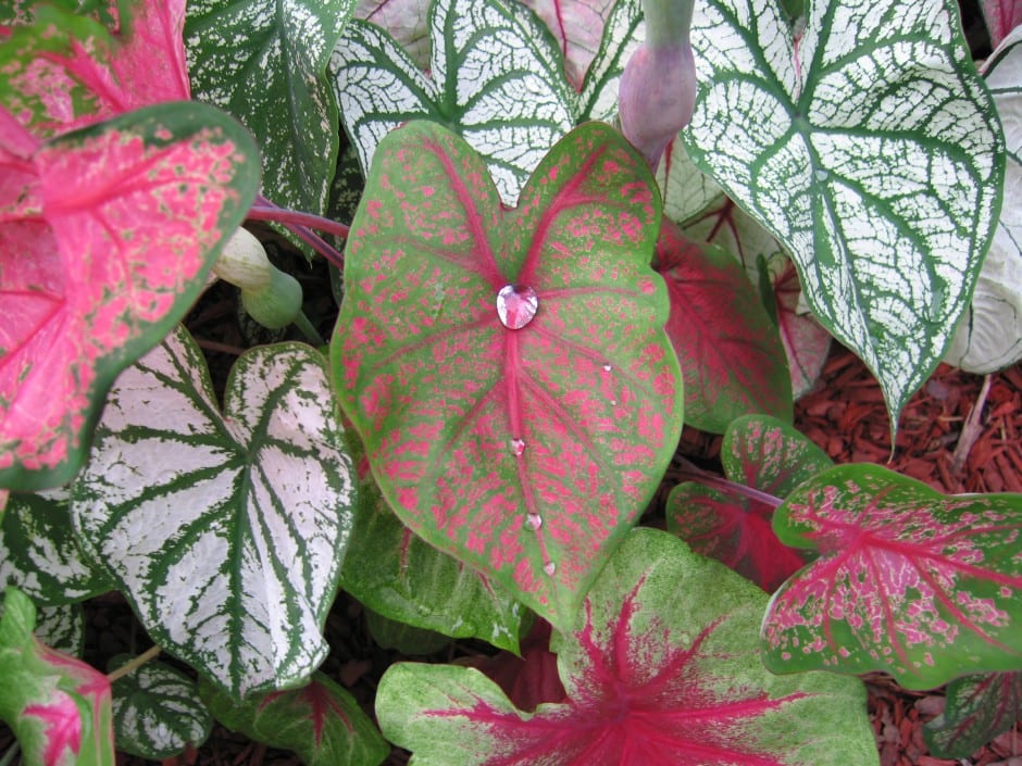 Come Check Out Our Garden Center | Rainbow Gardens