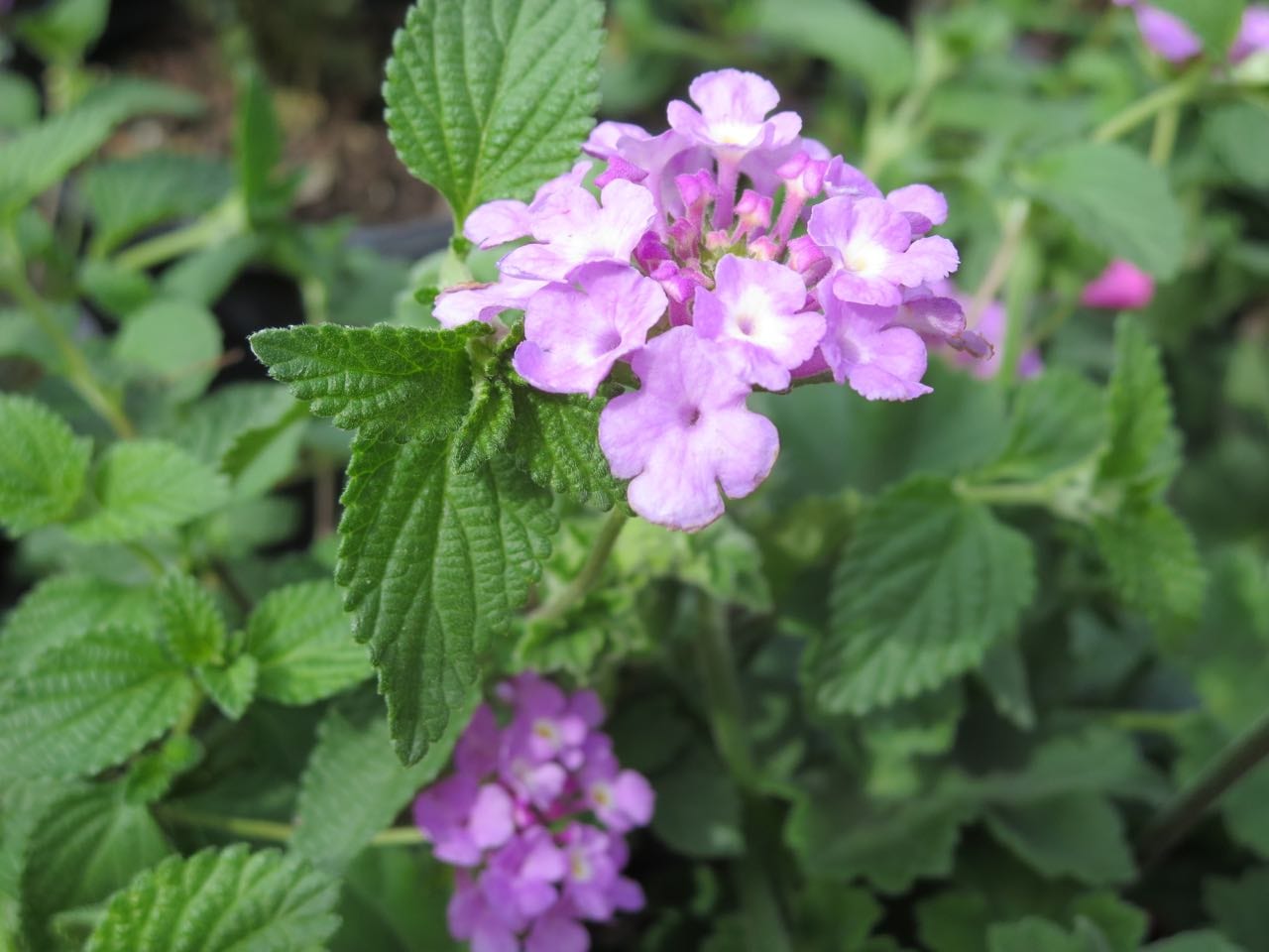 Purple Trailing Lantana is Pollinator Magnet with Profuse Blooms