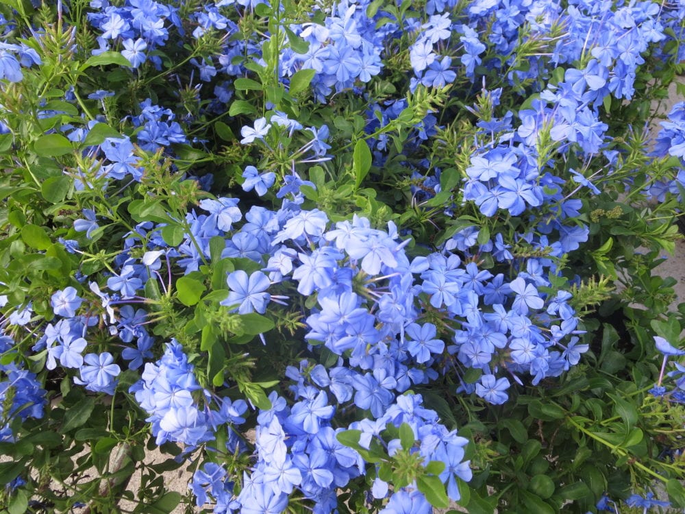 Plumbago: A Winning Plant for all San Antonio Gardens | Rainbow Gardens