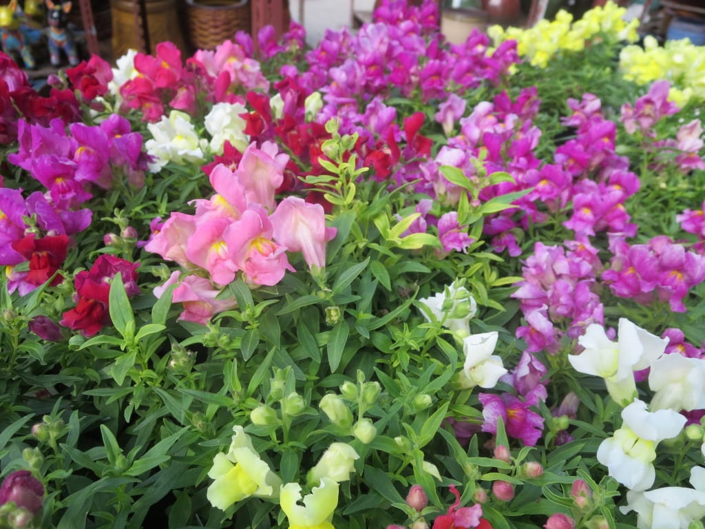 Snapdragons for fall and spring annual color in San Antonio