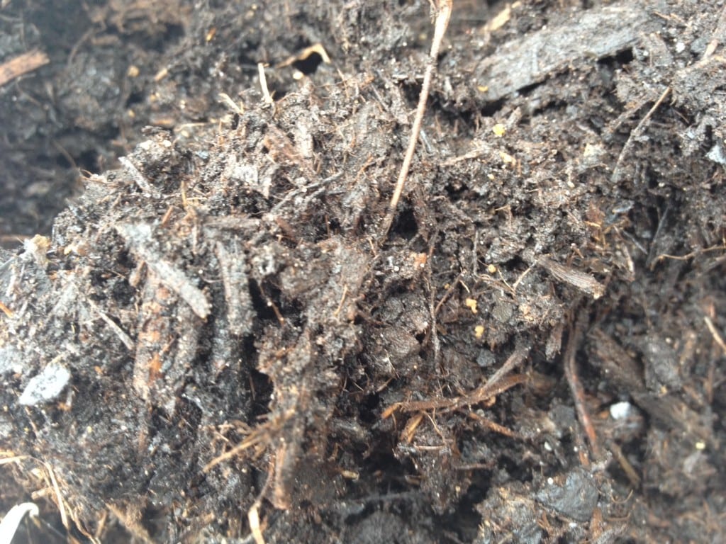 Here's the Dirt on Dirt! | Rainbow Gardens