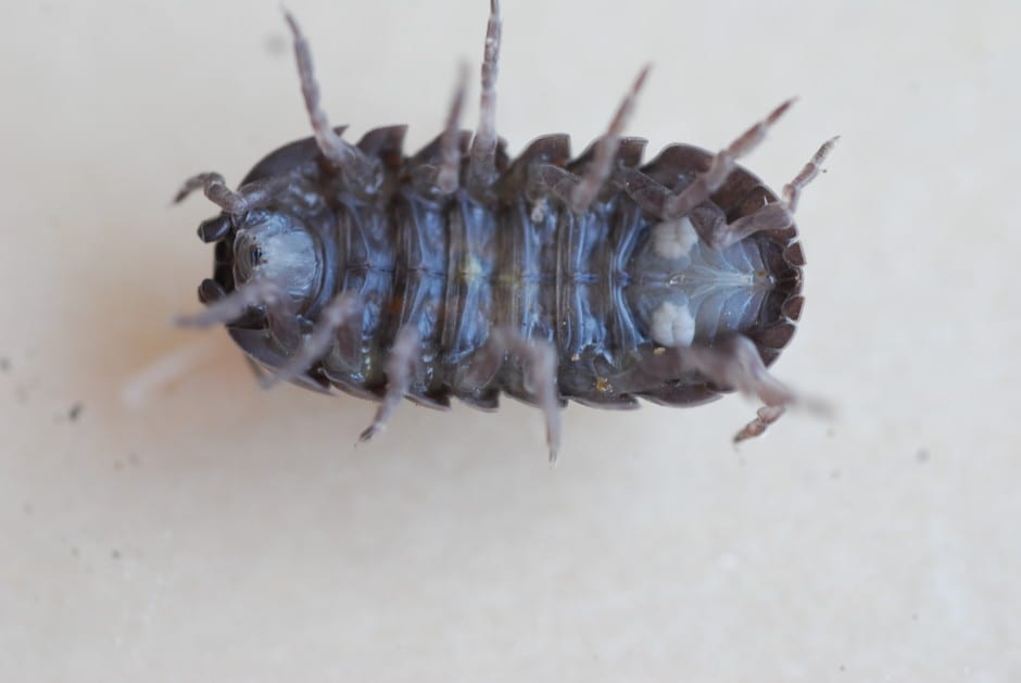 Are Chewing Insects Destroying Your Garden? | Rainbow Gardens