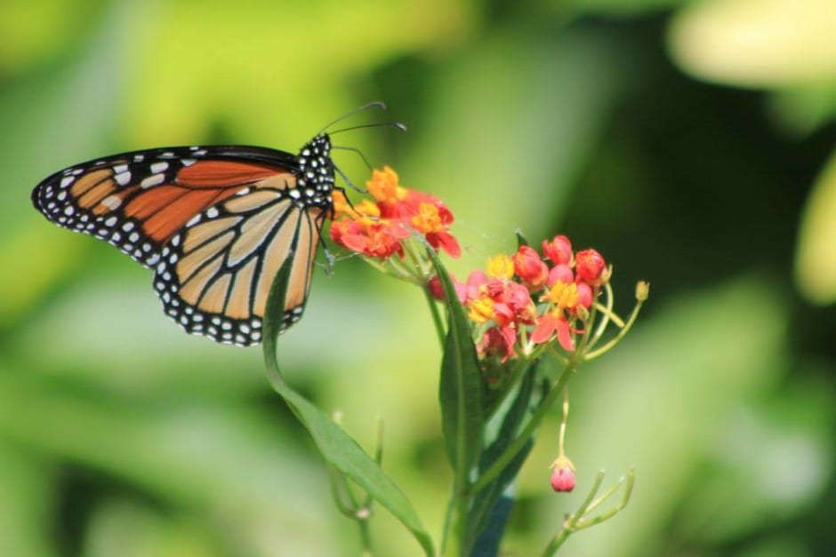 Butterflies Need Nectar Plants: Rainbow Gardens' Faves | Rainbow Gardens