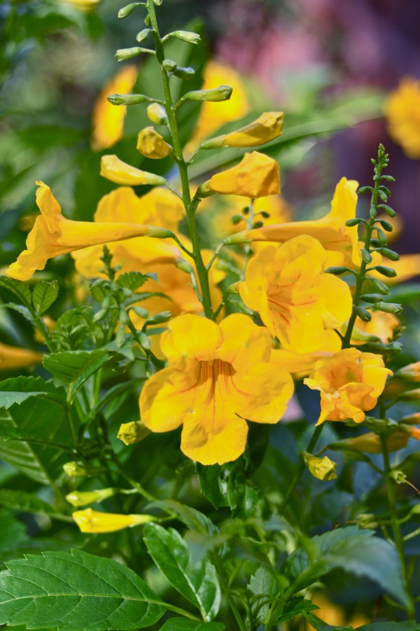 Try Yellow Bells, Esperanza, For Beautiful Blooms in Summer.