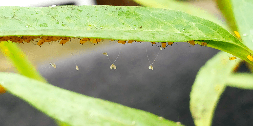 How to control aphids on milkweed without harming the Monarchs
