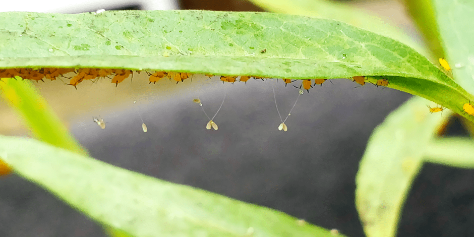 How to control aphids on milkweed without harming the Monarchs
