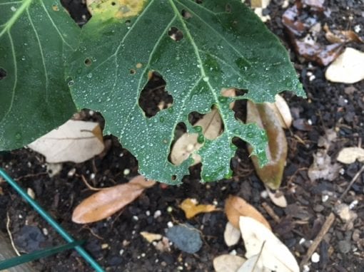 Common Chewing Pests in Gardens with Solutions/Rainbow Gardens