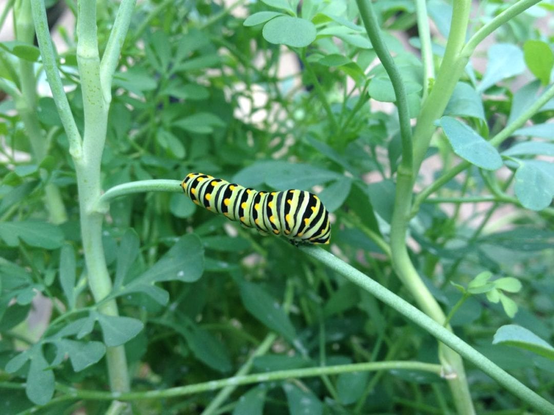 Common Chewing Pests in Gardens with Solutions/Rainbow Gardens