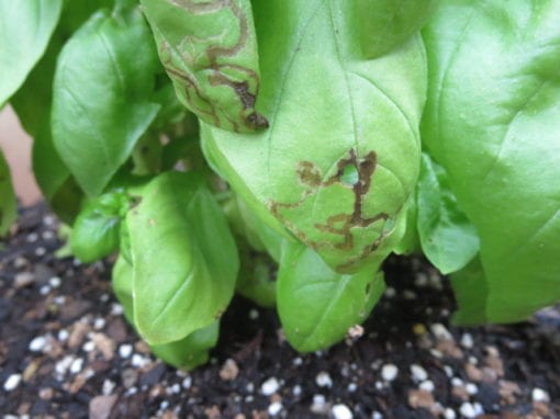 Common Chewing Pests in Gardens with Solutions/Rainbow Gardens