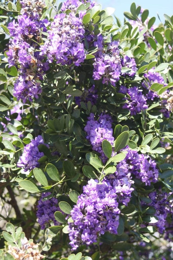 Why you should plant native plants in your landscape in Texas