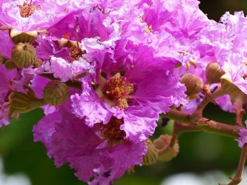 Crape Myrtles: What You Need To Know About These Summer Bloomers