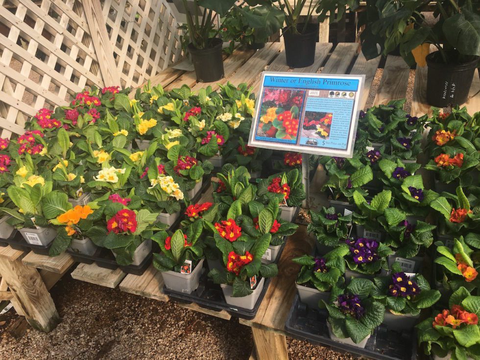 Primrose Packs a Punch of Winter Color! | Rainbow Gardens