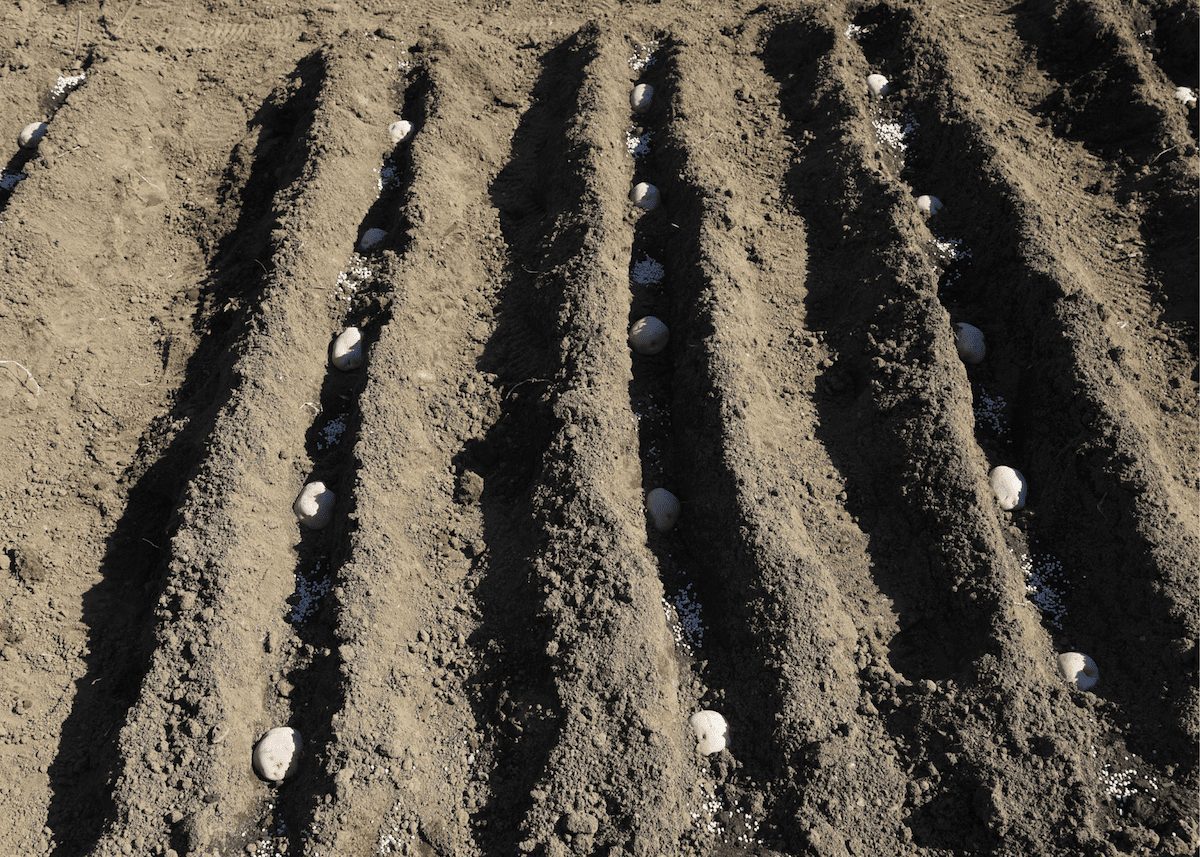 Steps and Tips for Growing Seed Potatoes in San Antonio