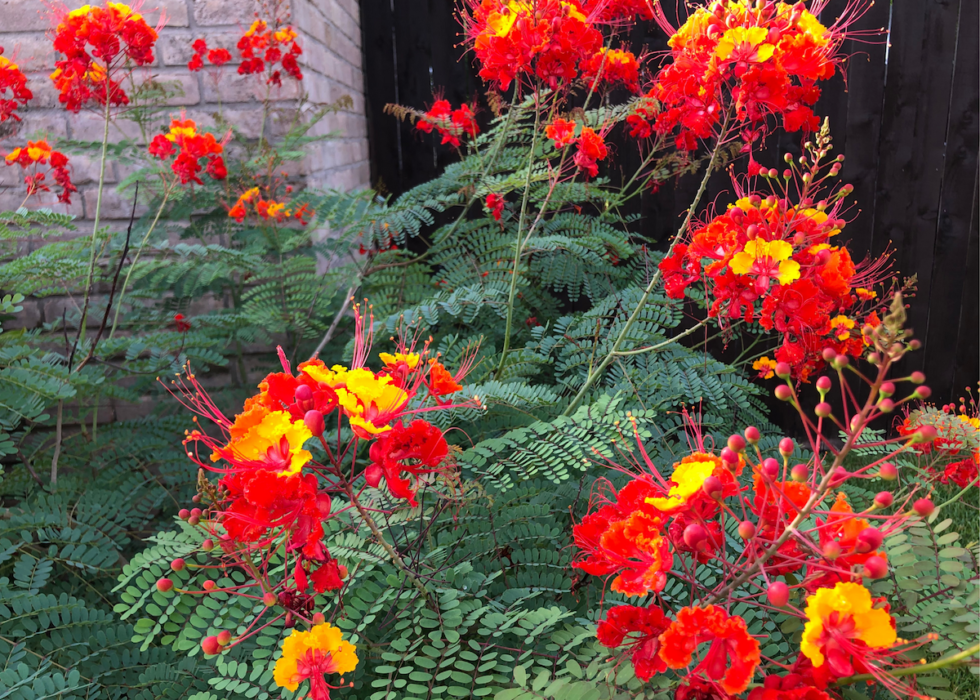 Pride of Barbados, Caesalpinia pulcherrima, Care Requirements.