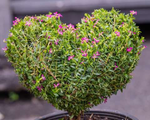 Mexican Heather: A Tender Perennial That Brings The Pollinators