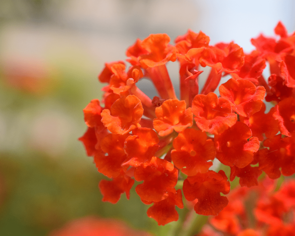 Vibrant Red Blooming and Drought Tolerant Dallas Red Lantana