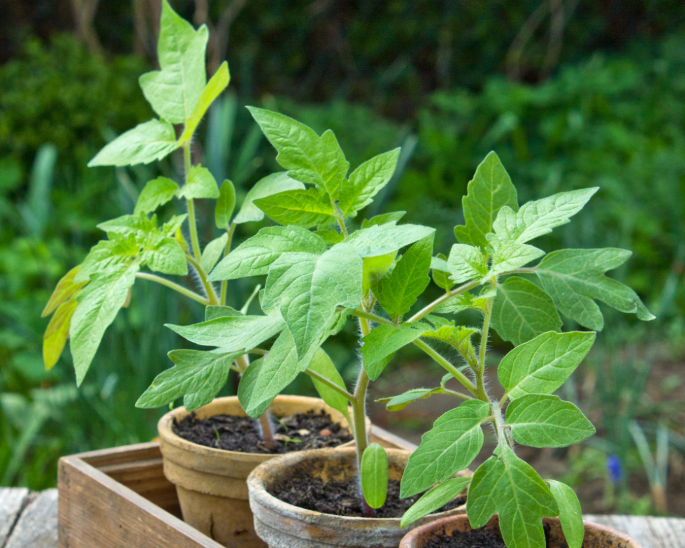 Why You Should Start Tomatoes Early in Spring or Fall.