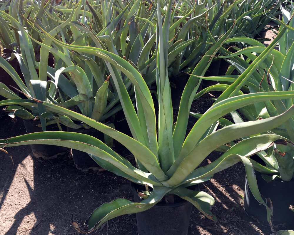 Agave Soil Needs and Planting Instructions for San Antonio.