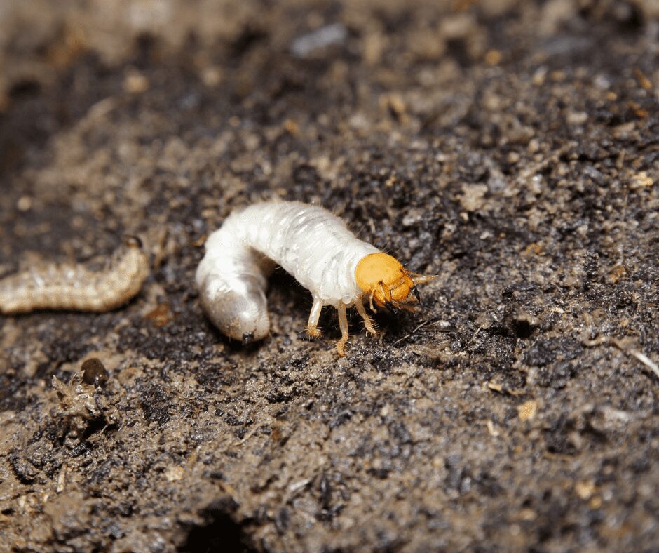 Identifying and Controlling Green June Beetles in the Turf.
