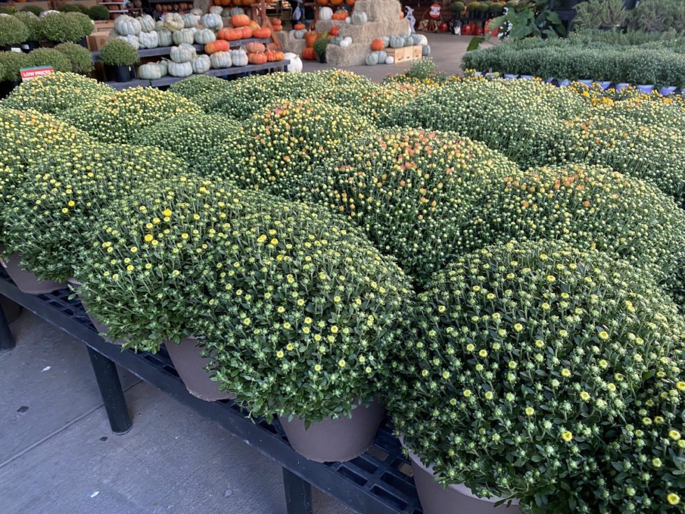 Protecting And Overwintering Plants When Fall Mums Begin To Fade