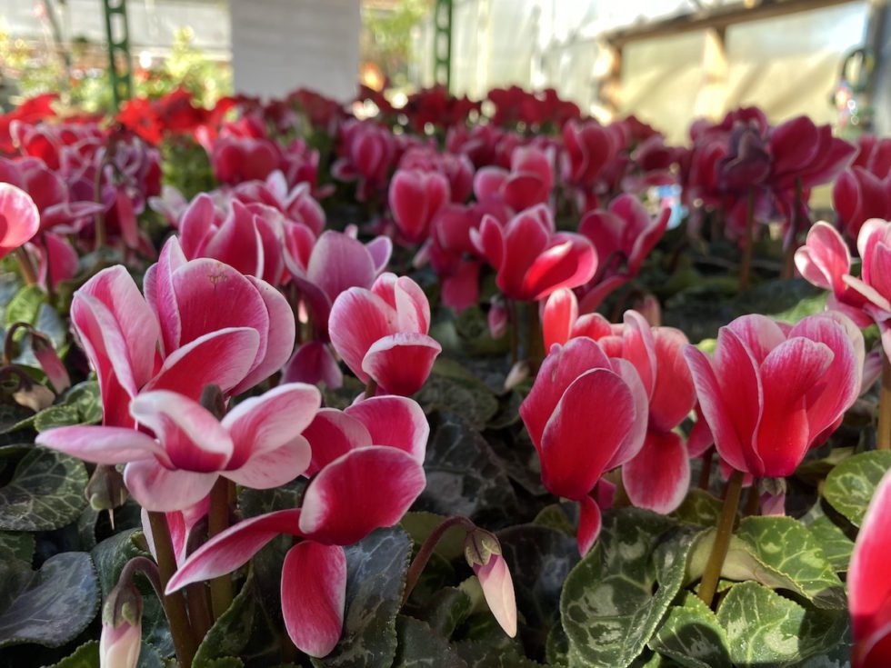 Highlighting some of our favorite fall annuals at Rainbow Gardens