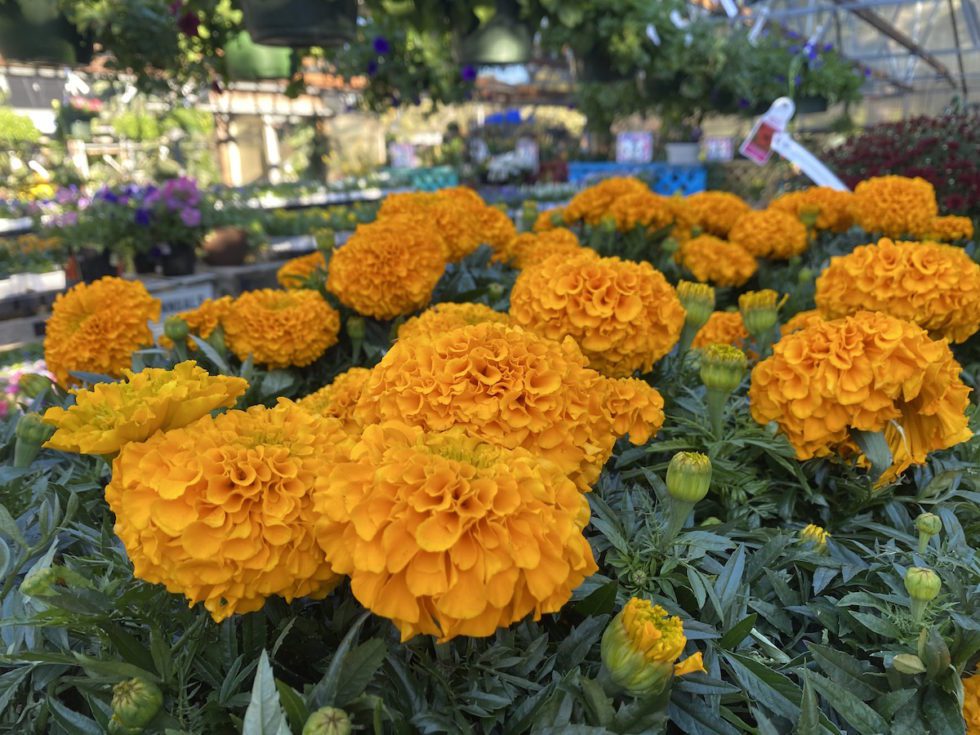 Marigolds and calendula bring fiery fall color in cool weather