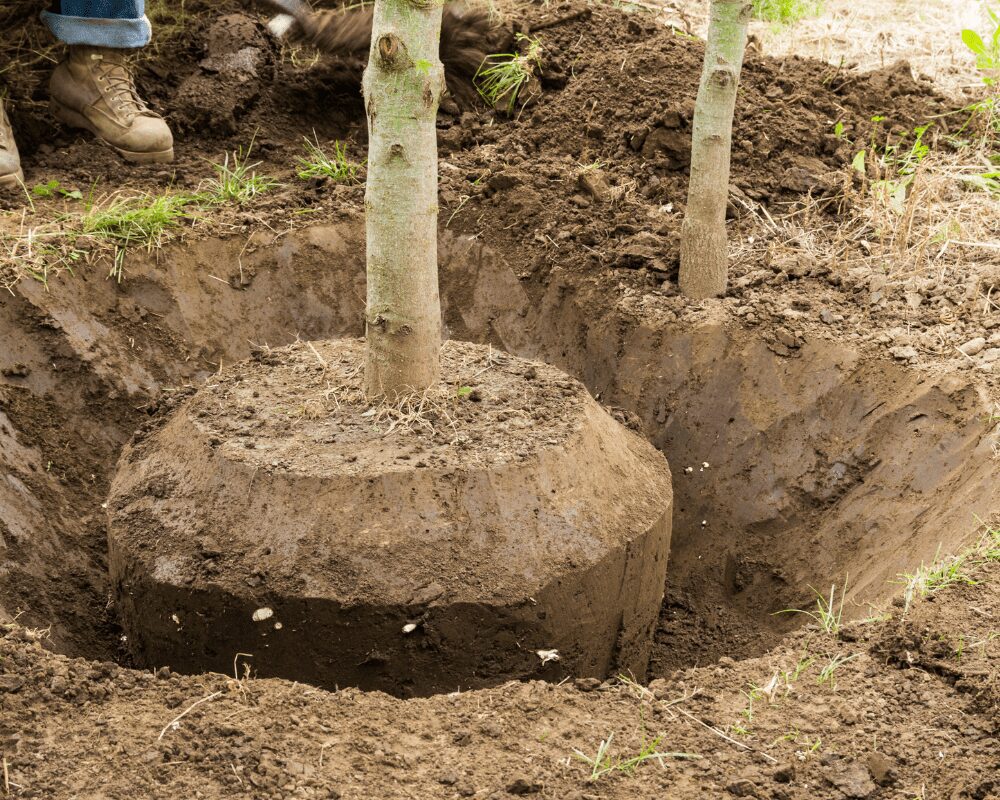 Successful Steps for Transplanting Trees, Shrubs and Perennials