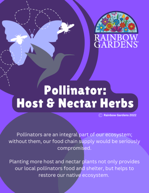 Pollinator Plants: Host and Nectar Herbs | Rainbow Gardens