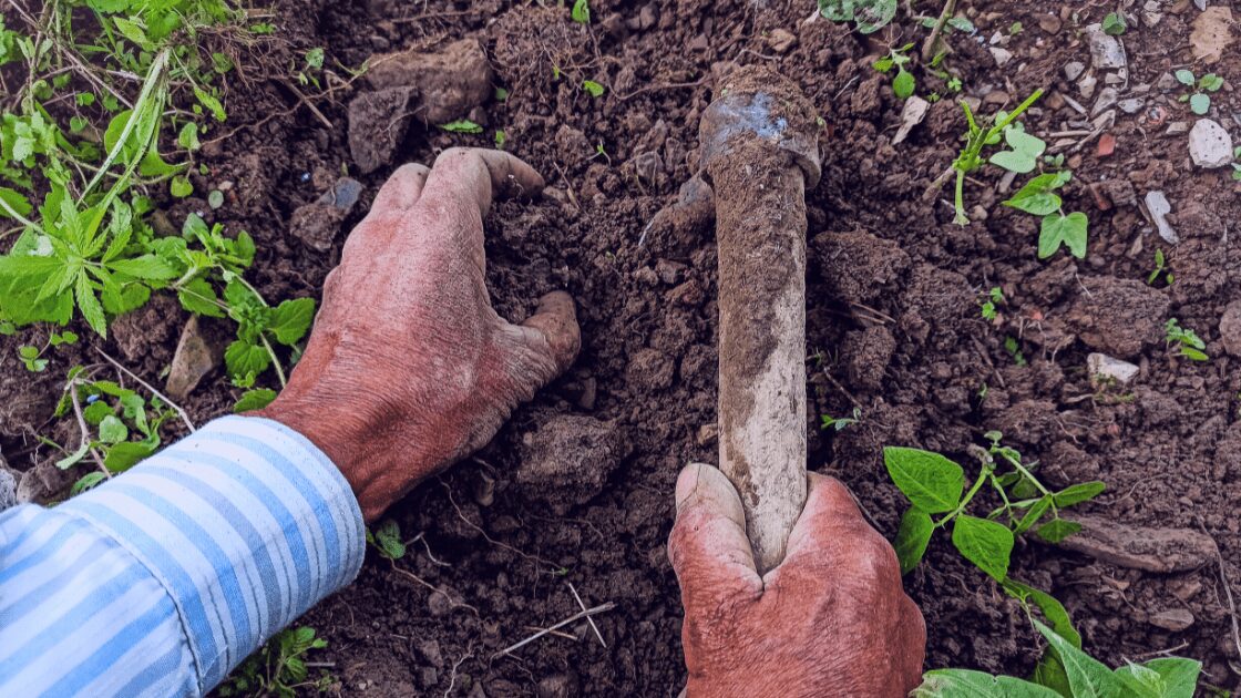 Why building your soil with organic matter is a must for gardens.