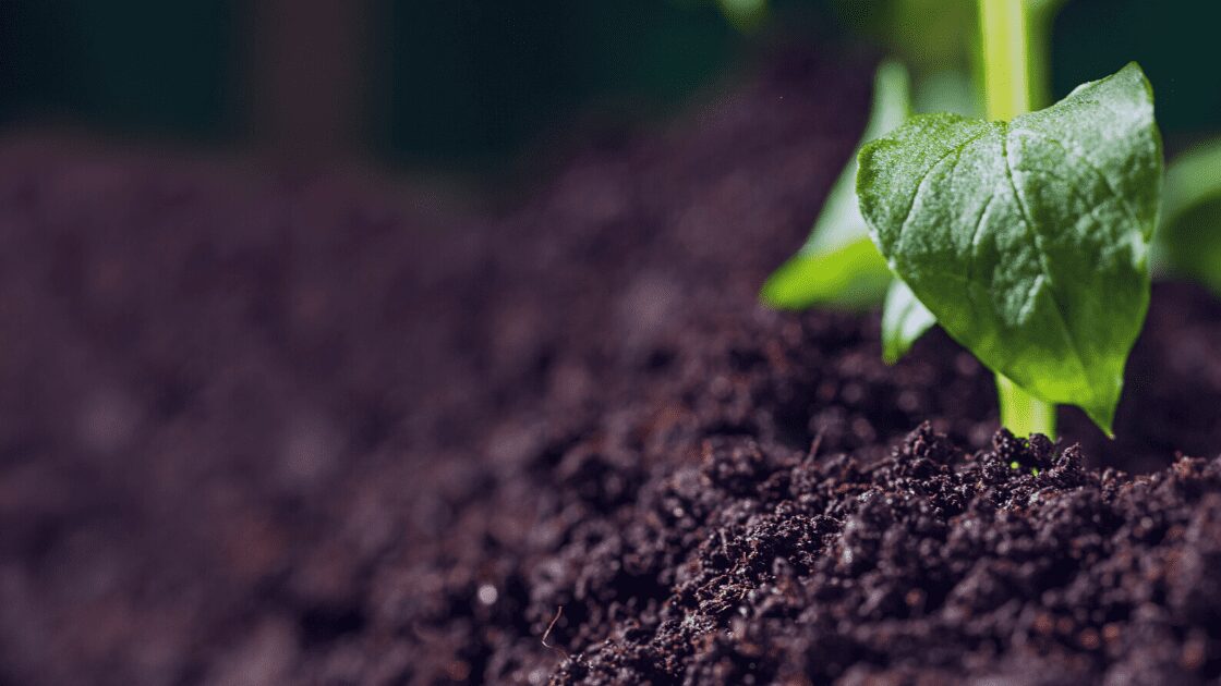 Why building your soil with organic matter is a must for gardens.