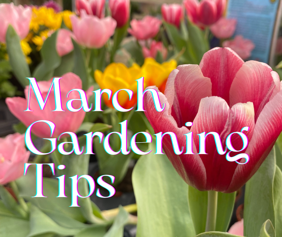 March Gardening Tips | Rainbow Gardens