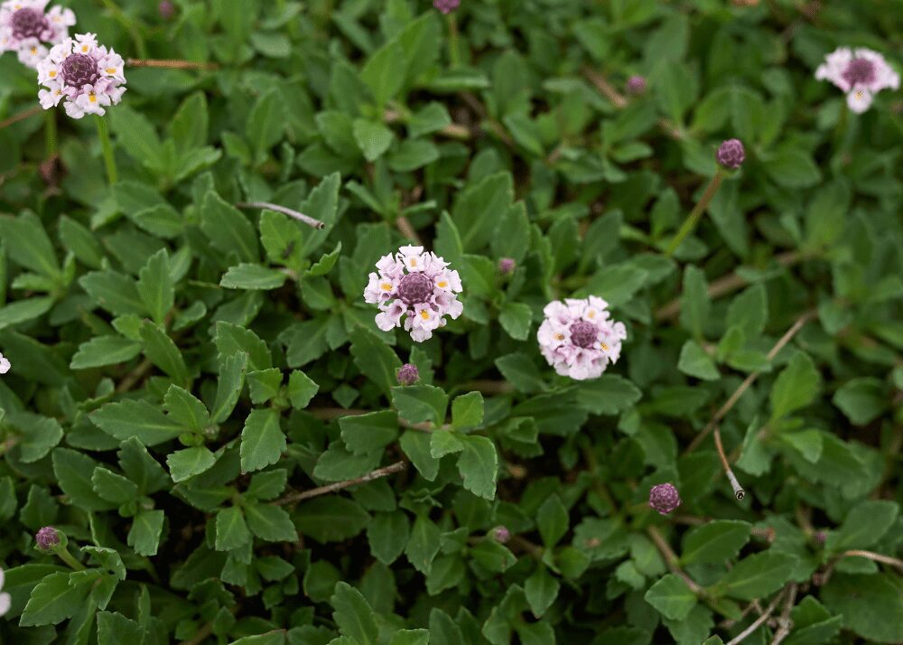 Frog Fruit is a Groundcover Content to Grow in Most Areas.