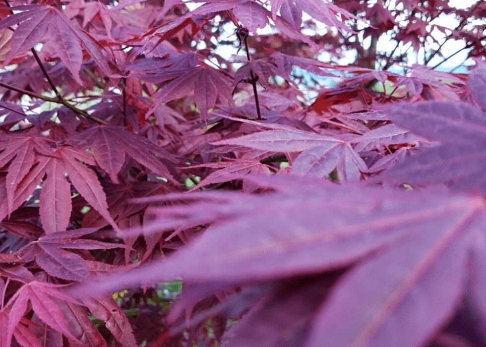 What You Need to Know to Grow Japanese Maples in San Antonio.