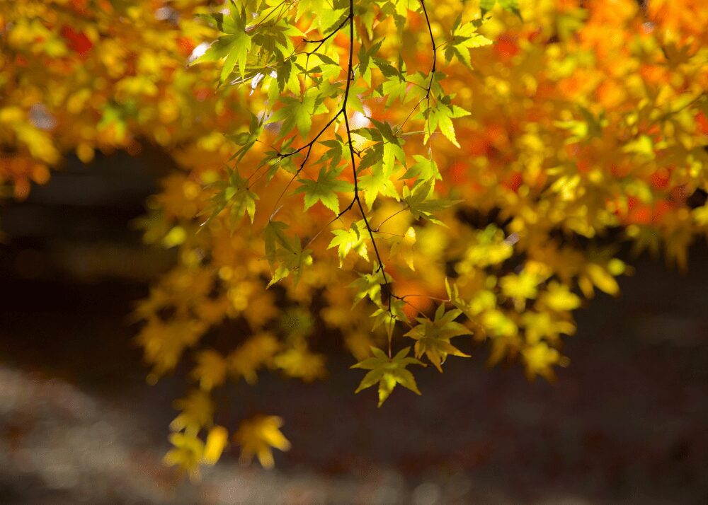 What You Need to Know to Grow Japanese Maples in San Antonio.
