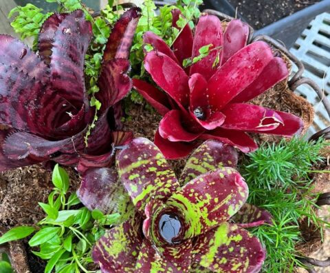 Tips for Planting Bromeliads in Pots and Containers