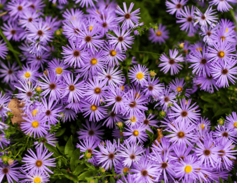 Texas Fall Aster | Rainbow Gardens