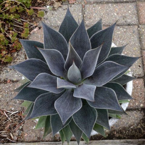 Mangave: Agave and Manfreda Hybrid for Landscapes and Containers