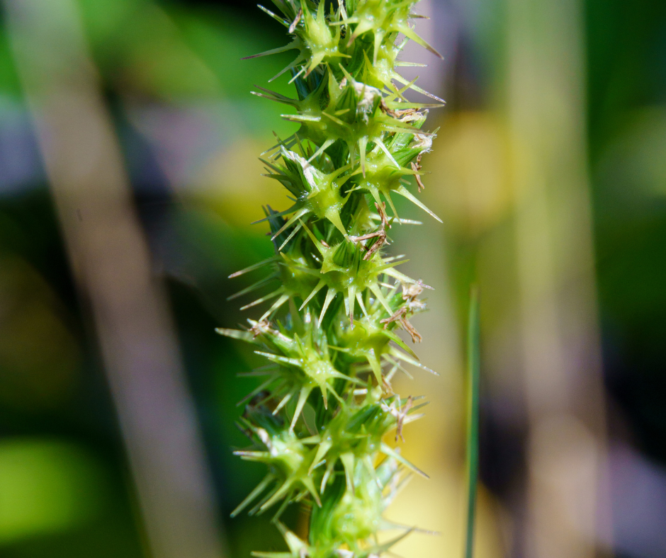 How to Control Sandburs in Lawns TAMU | Rainbow Gardens