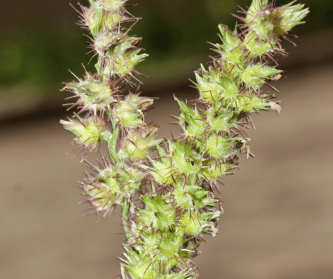 Pre-emergent weed control is key for preventing sticker burs.