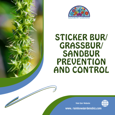 Preventing and Controlling Sticker Burs, Grass Burs, Sandburs | Rainbow ...