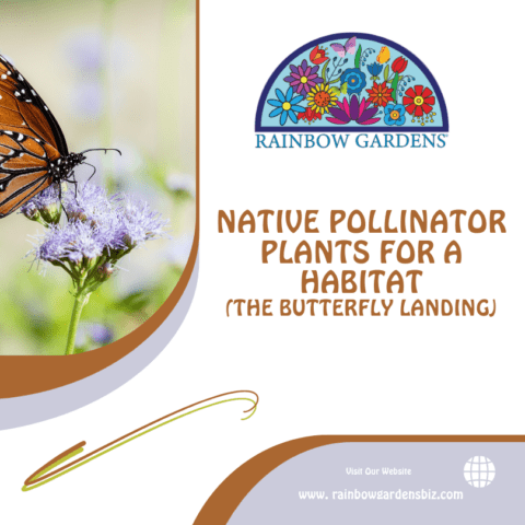Native Pollinator Plants for a Habitat: The Butterfly Landing | Rainbow ...