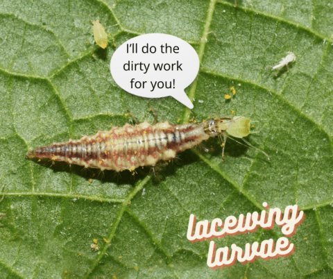 Low Toxic Options for Control of Garden and Landscape Pests