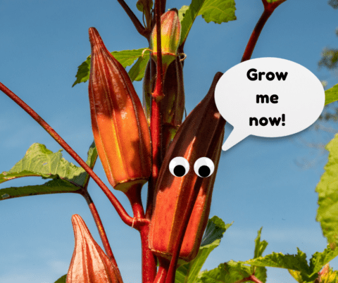 What You Need to Know About Growing Okra Successfully in Texas.