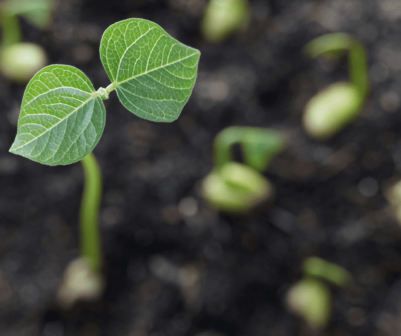 20 Veggies for direct seeding in the garden fall through winter.