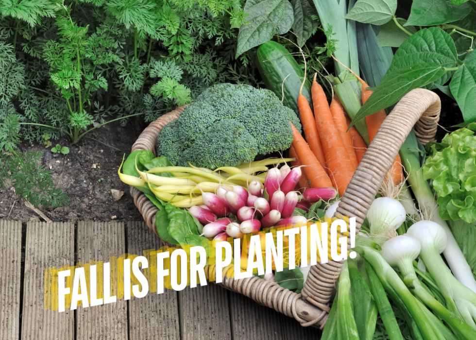 Tips for Starting a Fall Vegetable Garden in San Antonio