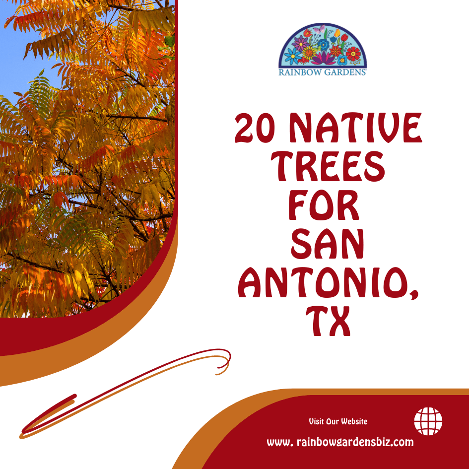 20 Native Trees for San Antonio, TX | Rainbow Gardens