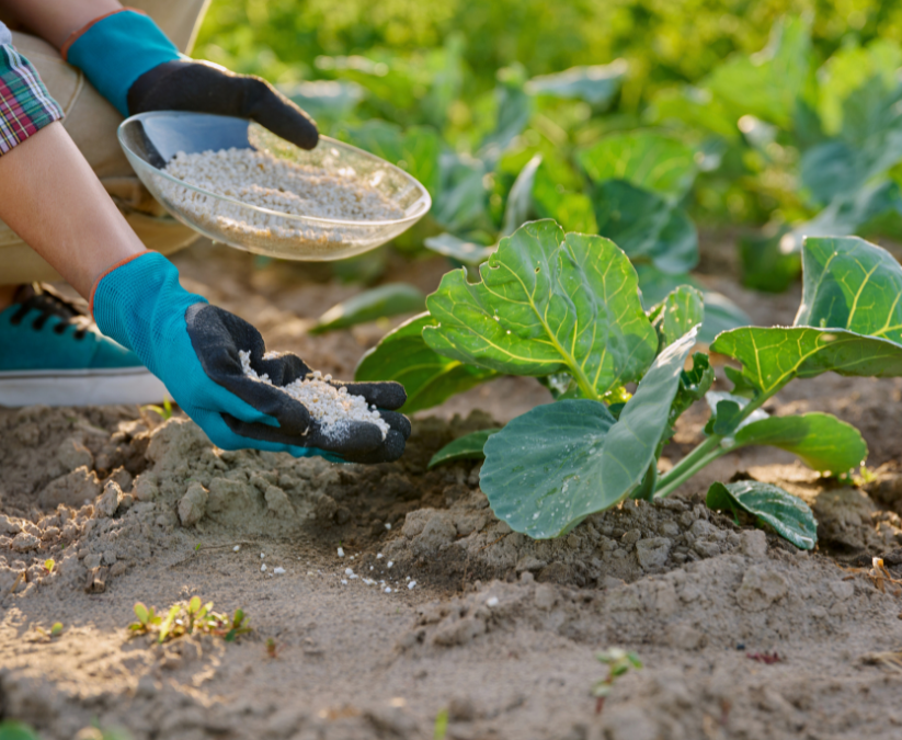 How to get Started with Fertilizer for Vegetable Gardens