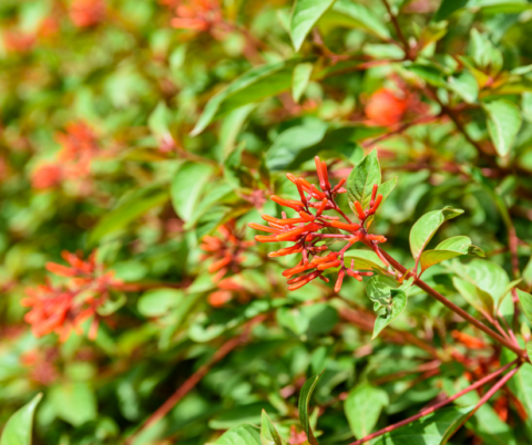 Enjoy Red Blooms on Red Knock Outs, Firebush, & Firecracker Fern.