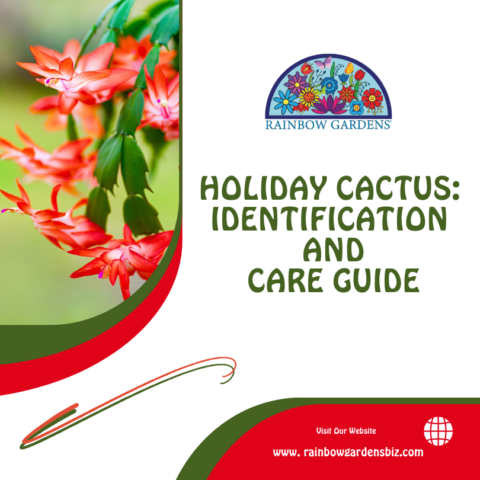 Holiday Cactus: Identification and Growing Guide | Rainbow Gardens